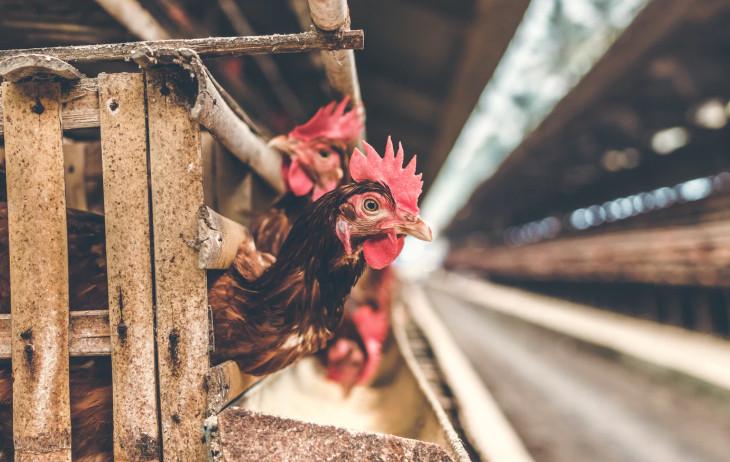 Organic Slaughter: How Does It Really Work? - Shortform Books