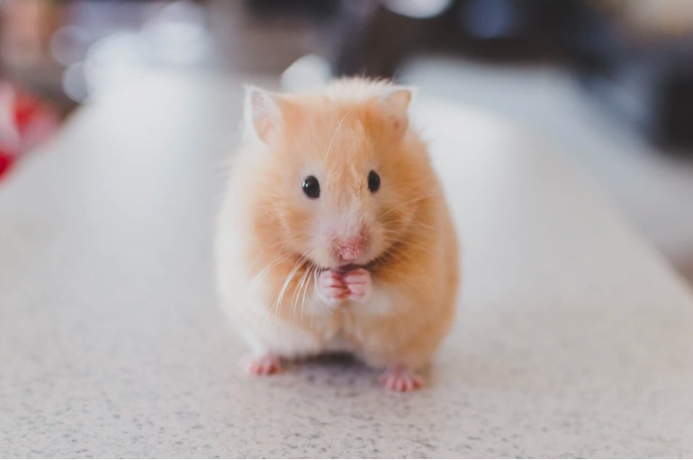 Tests on Mice: Why Health Researchers Use Rodents - Shortform Books