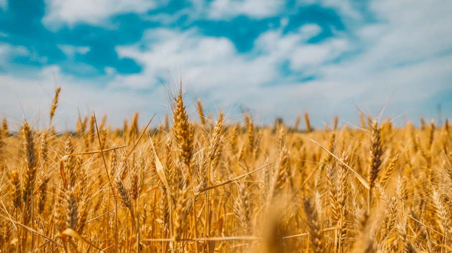Wheat's History: How It Became the Most Successful Species - Shortform ...