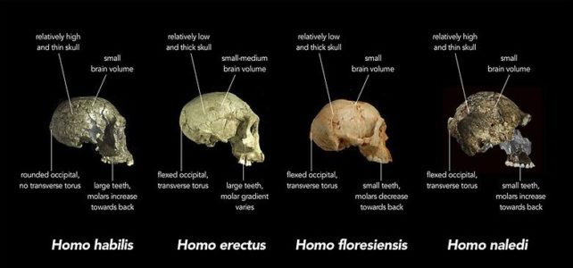 8 Types of Human Species: We Aren't So Special - Shortform Books