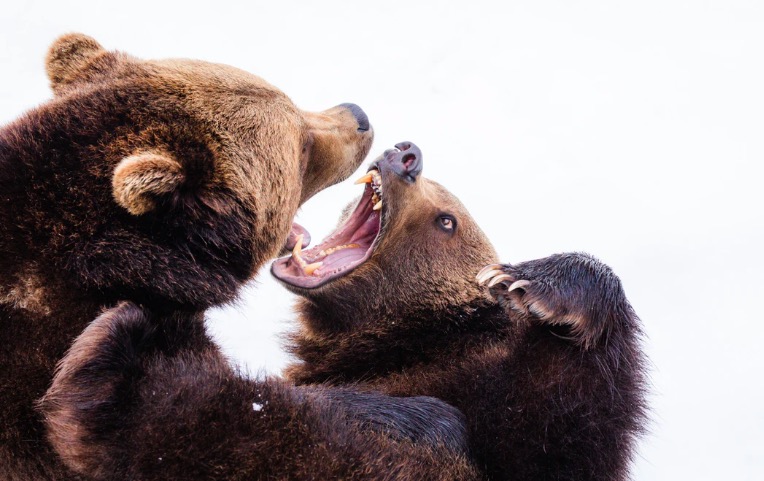 Territorial Aggression: Why Animals Fight - Shortform Books