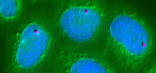 Richard Wesley TeLinde: Why Did He Take Henrietta's Cells? - Shortform ...