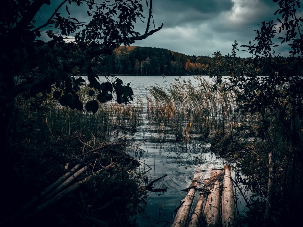 The Ultimate Where the Crawdads Sing Study Guide | Shortform Books