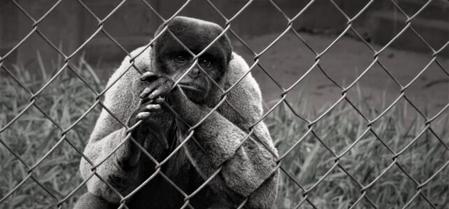 Dr. Nancy Jaax: The Army Studies an Outbreak - Shortform Books