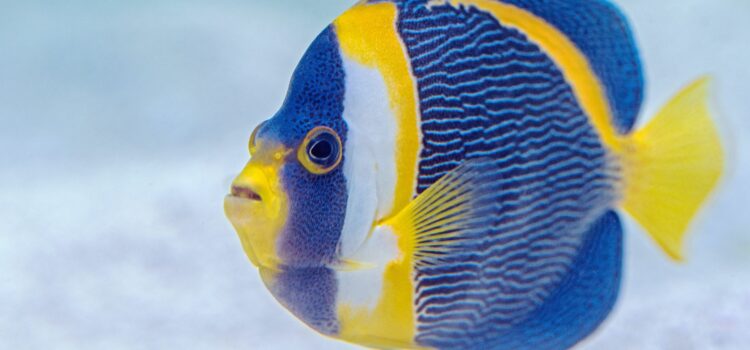 Human Evolution From Fish: How and Why it Happened | Shortform Books