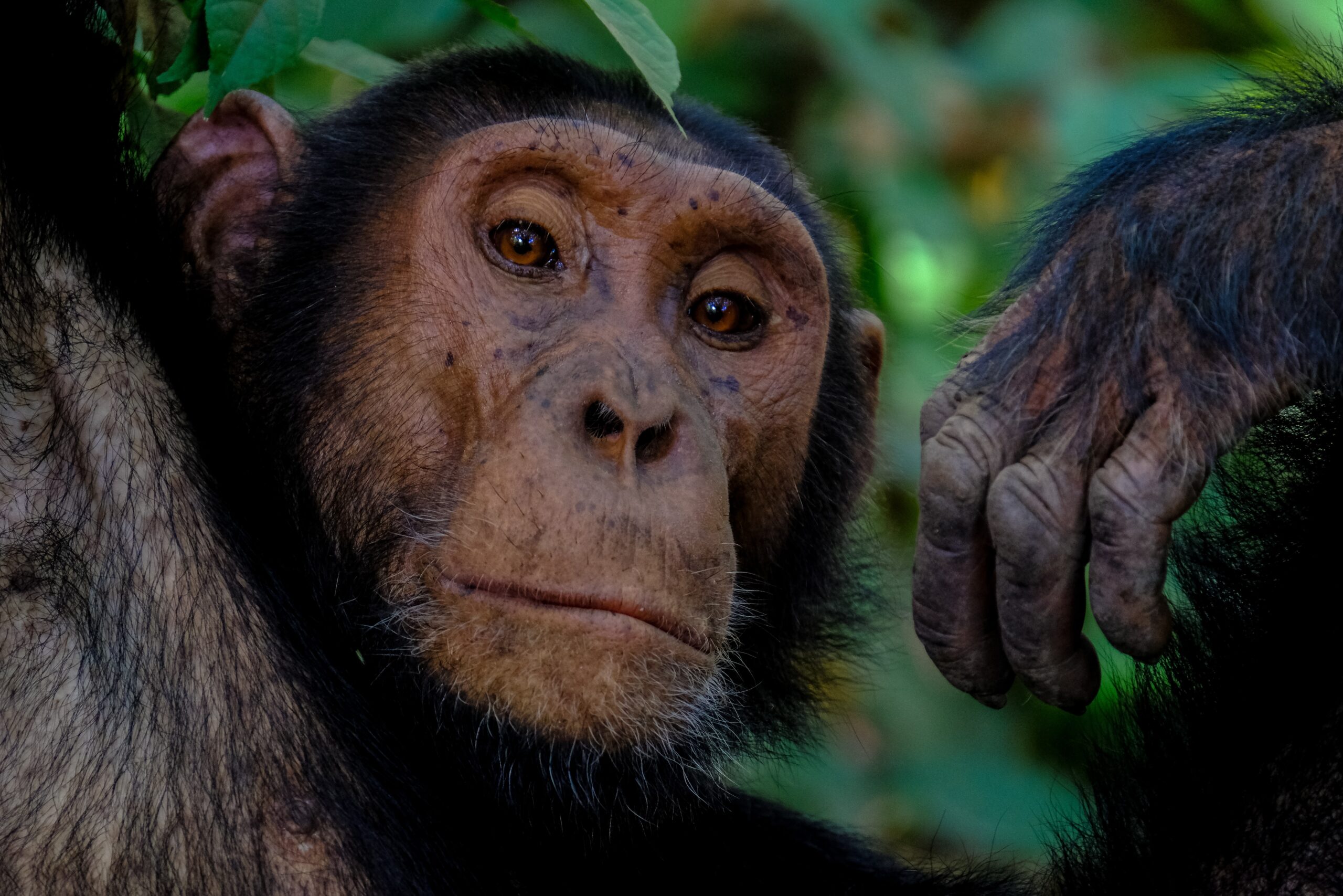 Chimp Thinking: What Drives Your Inner Chimp? | Shortform Books