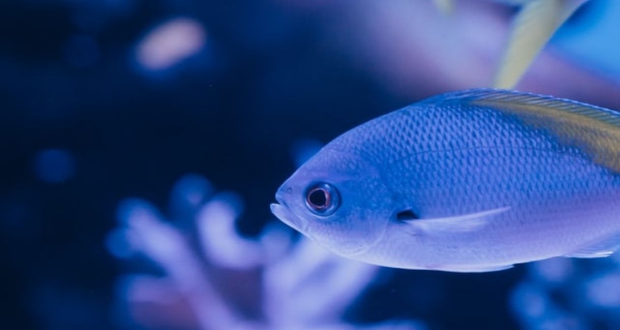 Sea Microorganisms: Their Vital Role in Marine Life | Shortform Books