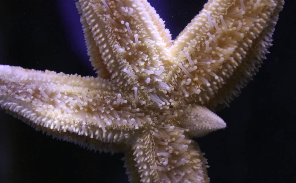 Human Body Regeneration: Why We Don't Re-Grow | Shortform Books