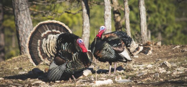 The Turkey Problem: Explaining Vulnerability - Shortform Books