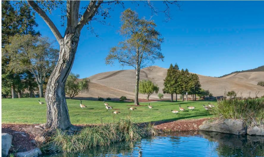 The Crooked Timber: Embracing Our Sinful Nature | Shortform Books