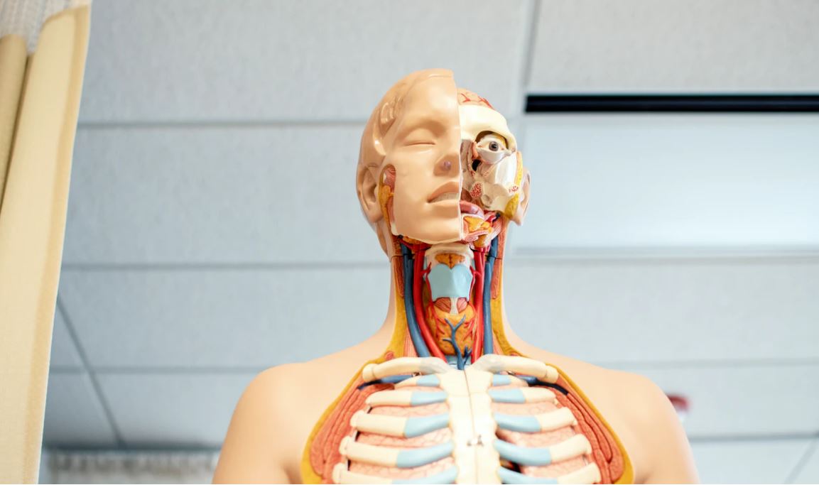 The Body by Bill Bryson: Overview & Key Takeaways | Shortform Books