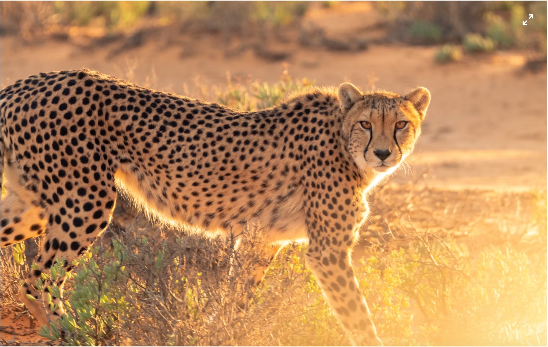 What Glennon Doyle's Cheetah Story Really Means | Shortform Books