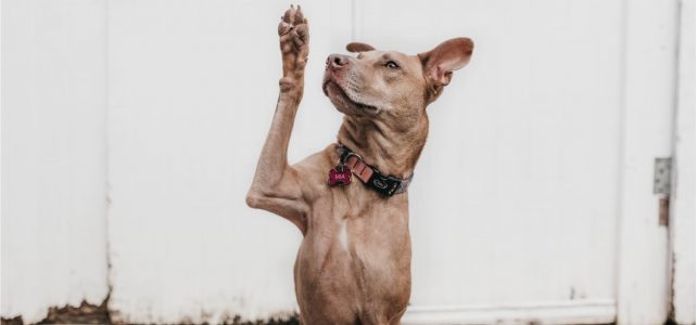 What Martin Seligman's Dog Experiment Means for Humans - Shortform Books