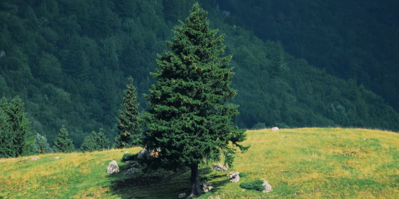 How Birch Contributes to Douglas Fir Trees' Health | Shortform Books
