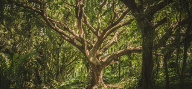 Suzanne Simard's Mother Tree—Explained - Shortform Books