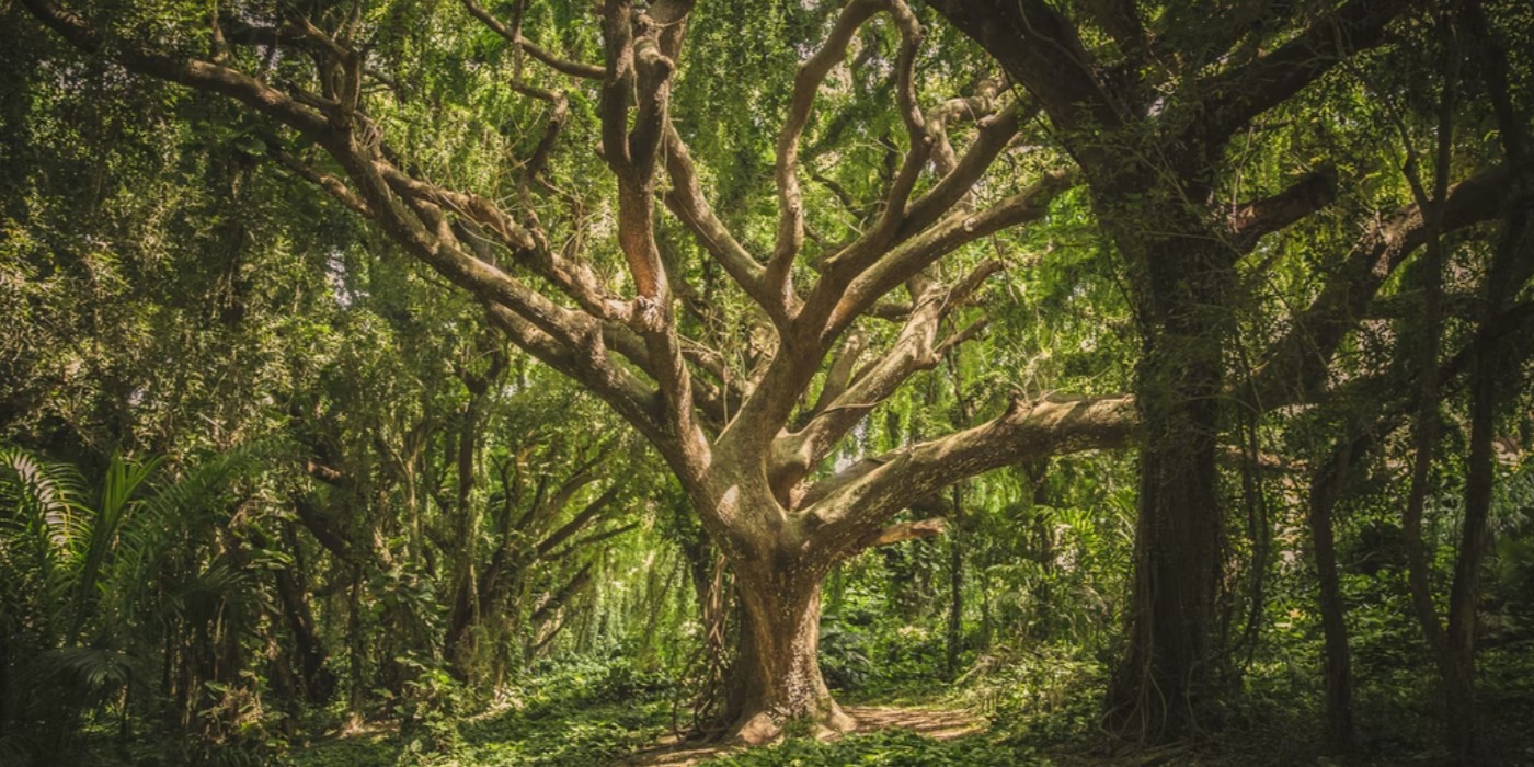 Suzanne Simard's Mother Tree—Explained | Shortform Books