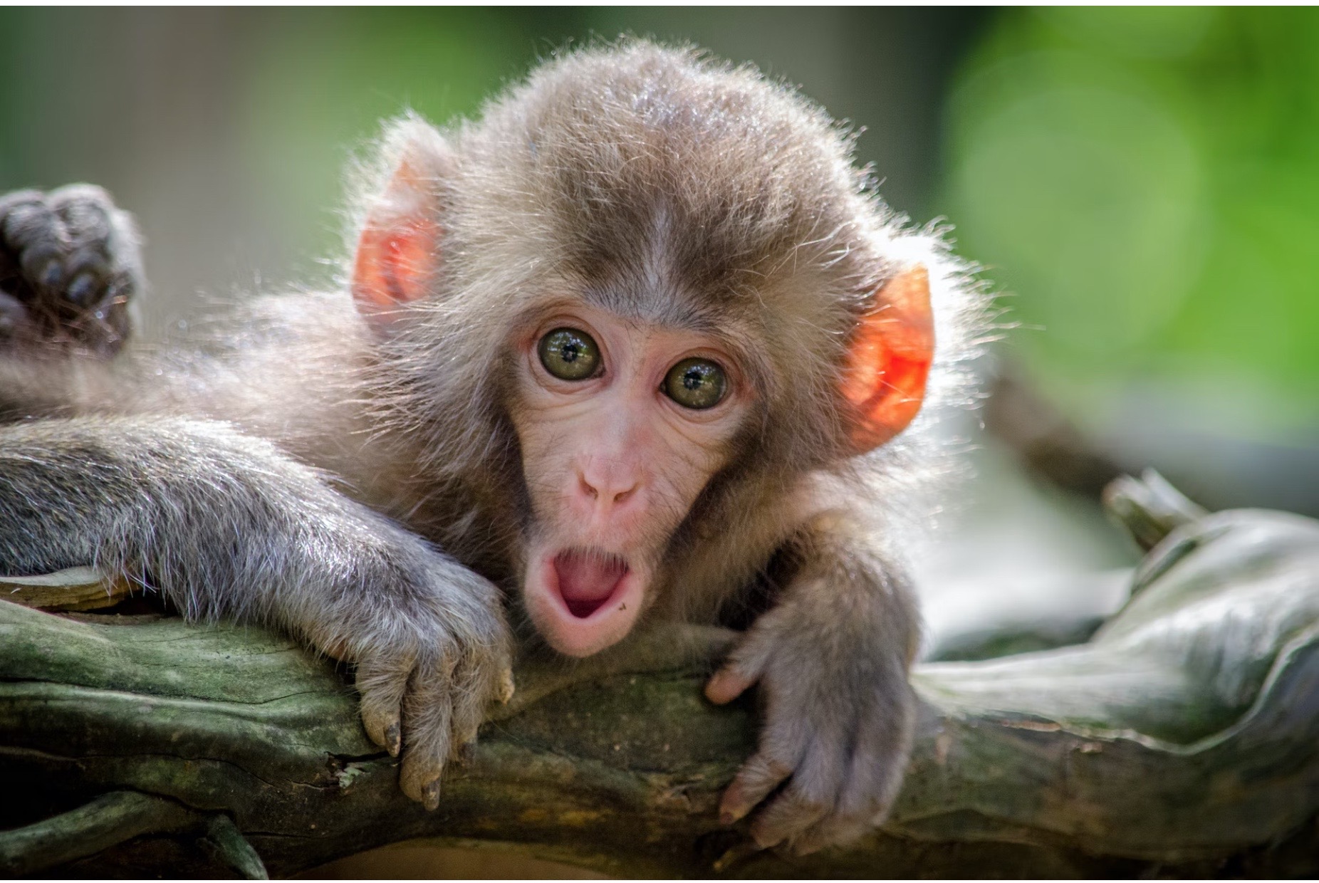 What Is the Monkey Mind & How to Tame It | Shortform Books