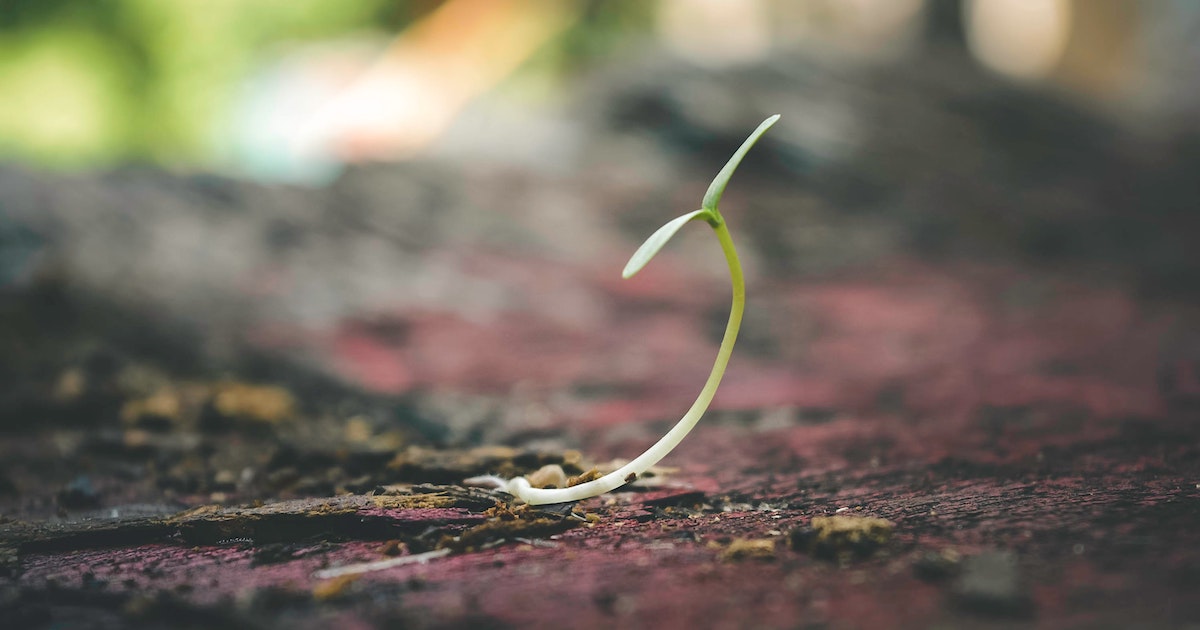 The First Life on Land: Migration From the Shallows | Shortform Books