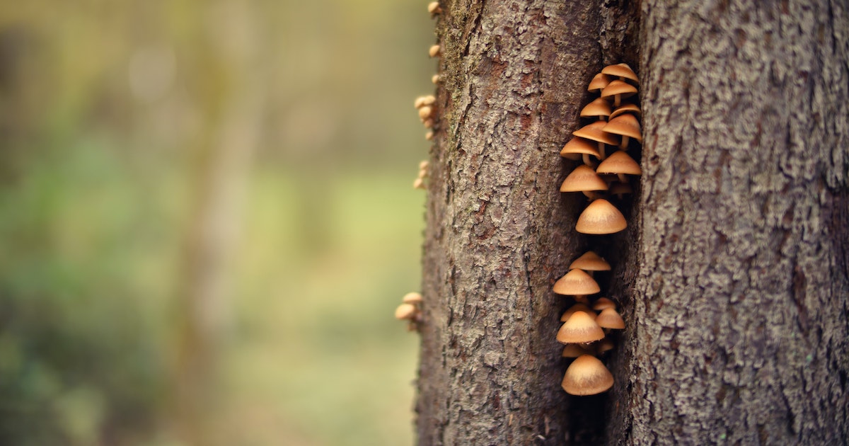 Fungi Intelligence: They're a Lot Smarter Than We Thought | Shortform Books