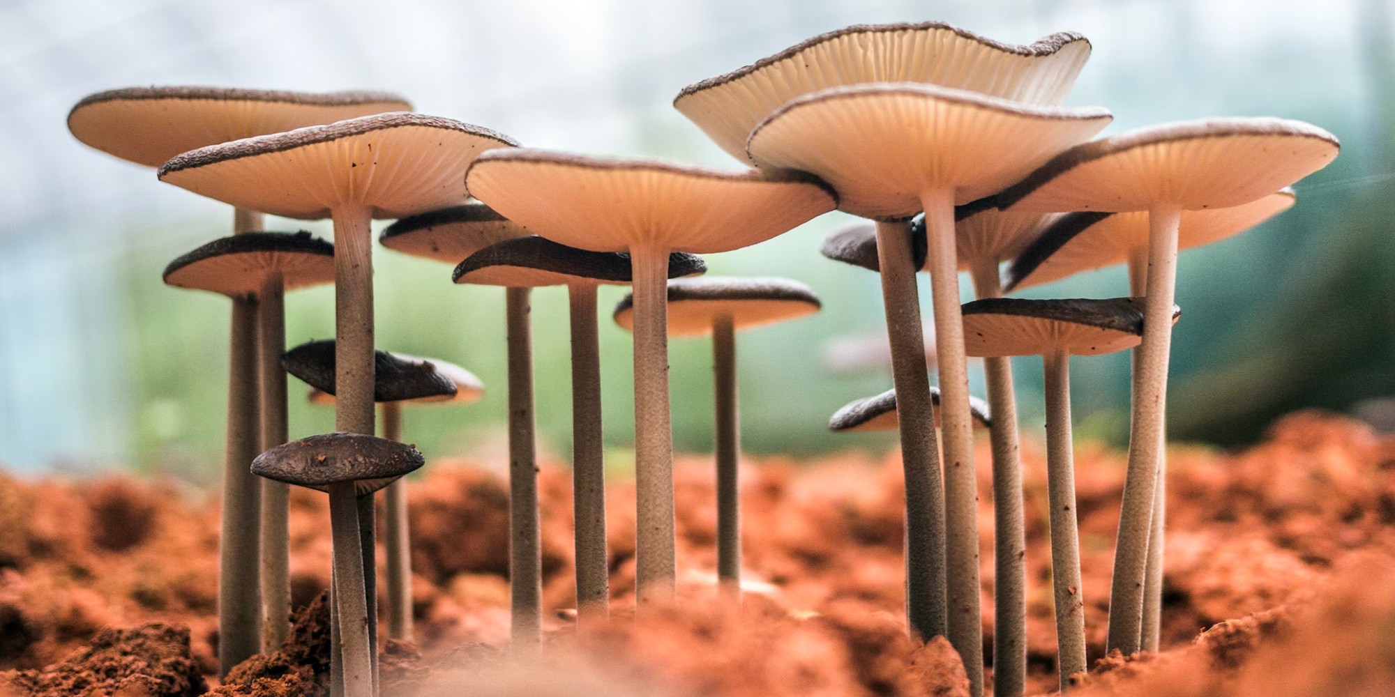 The 6 Properties of Fungi Explained (Entangled Life) | Shortform Books