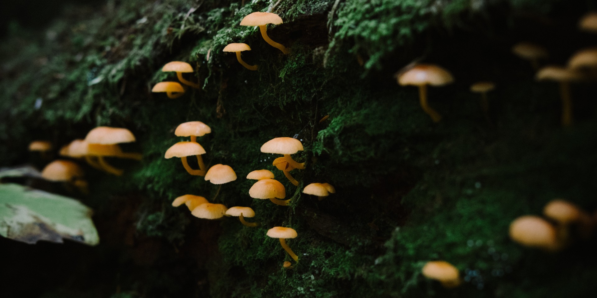 The Importance of Fungus: 3 Ways It Benefits All Life Forms | Shortform ...