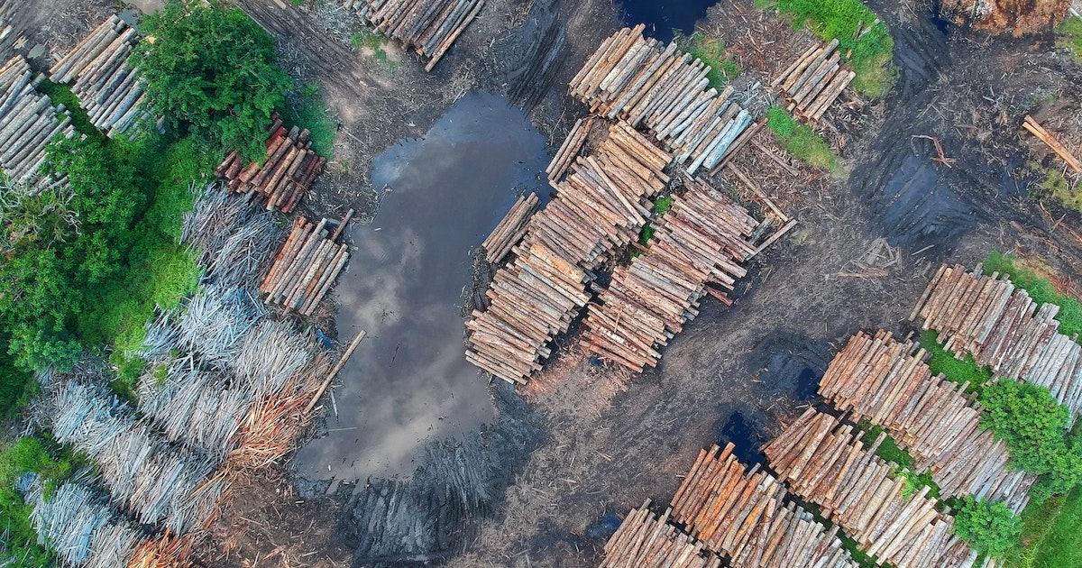How Serious Are the Problems Caused by Deforestation? | Shortform Books