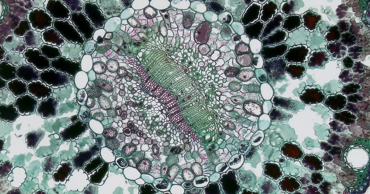 How Is a Cell Made? Reverse-Engineering the First Cell | Shortform Books