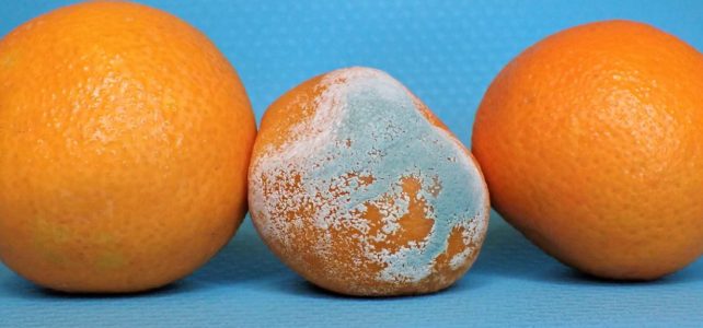 What to Take Away From the Food Disgust Sensitivity Test - Shortform Books