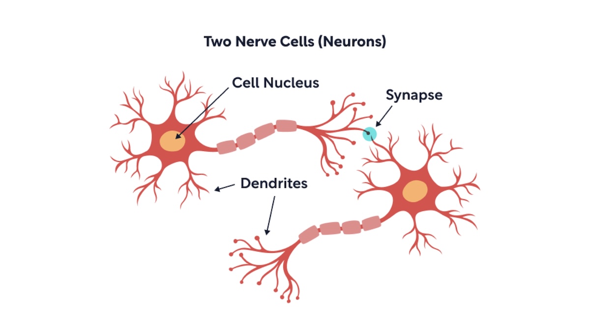How Cortical Columns Act as Mini-Brains (and Could Inform AI ...