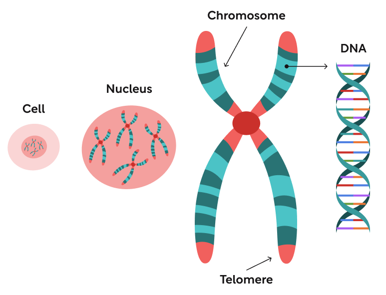 What Are Telomeres and Why Are They Important? | Shortform Books